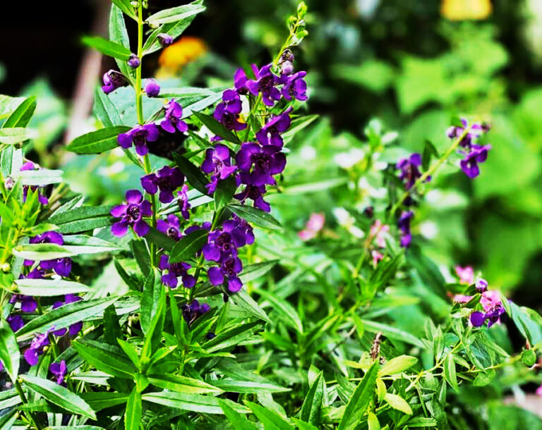The Autumn Shuffle: Moving My Containers of Annuals Around – September ...